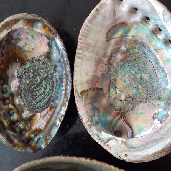 Accents | Stunning Pair Of Iridescent 6 Sea Abalone Shells Set Of 3 ...